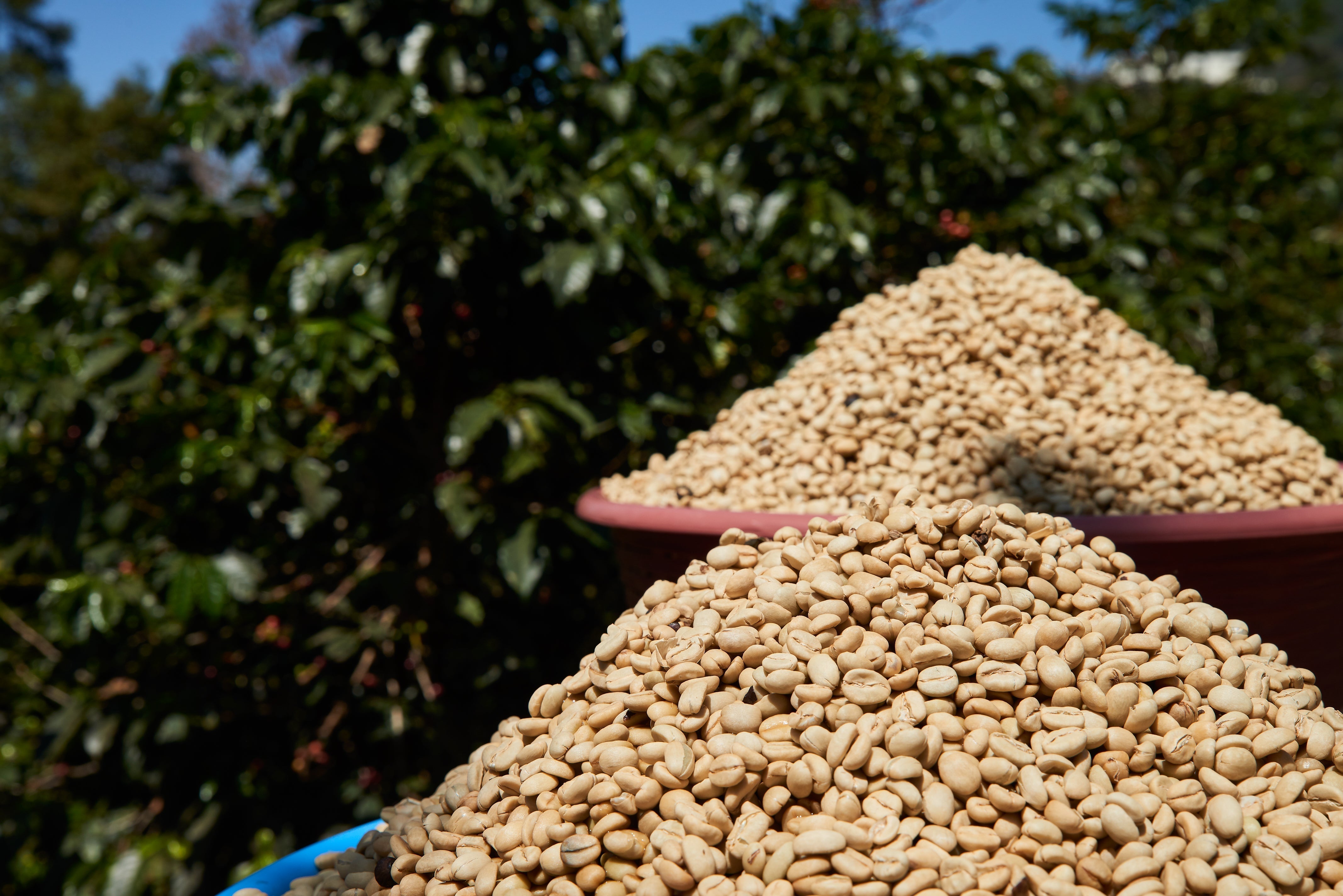 Why Supporting Small Coffee Farmers Matters | Evans Brothers Coffee ...